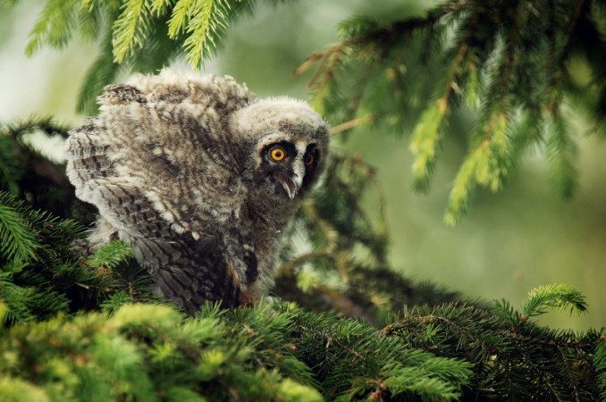 Miškininkas, ornitologas, „Laukinio“ slapyvardžiu prisidengęs ...